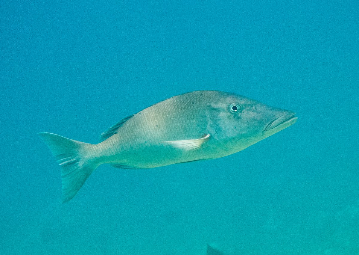 July 2016 - Anambas Islands